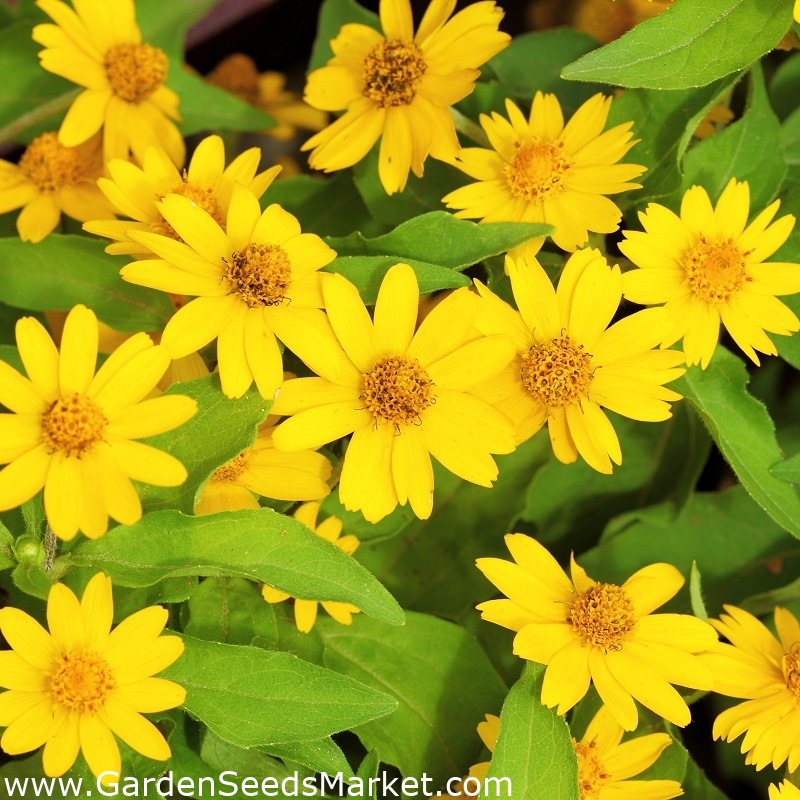 เนยเดซี่; สตาร์เดซี่ (Melampodium paludosum) - 40 เมล็ด – Garden Seeds ...