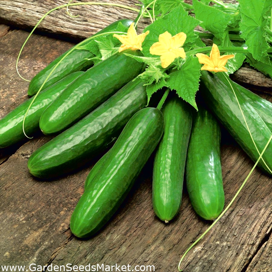 Uborka - Gergana - 175 magok - Cucumis sativus – Garden Seeds Market ...
