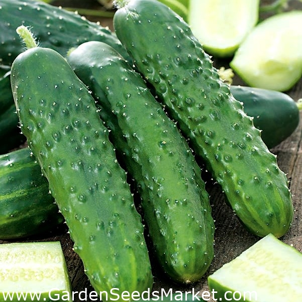 Cucumber 'Prymus' - medium early, extremely productive, intended for ...