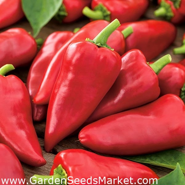 Sweet pepper 'Mercedes' - red, medium early variety with high vitamin C ...