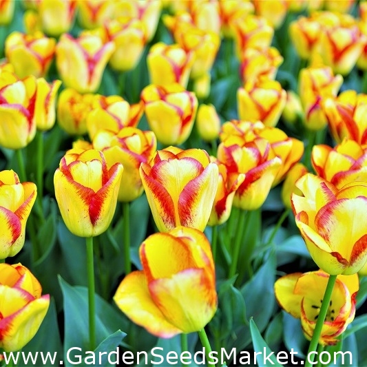 Tulipa Cape Town - Tulip Cape Town - 5 bulbs – Garden Seeds Market ...