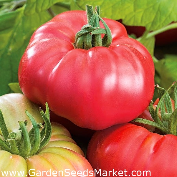 Tomato "Pink Wonder" - raspberry, greenhouse variety - 7 seeds – Garden ...