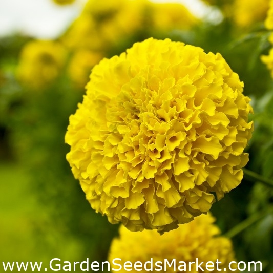 Scarlet sage, large-flowered petunia and marigold - seeds of 3 ...