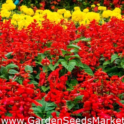 Red scarlet sage + large-flowered French marigold - a set of seeds of ...