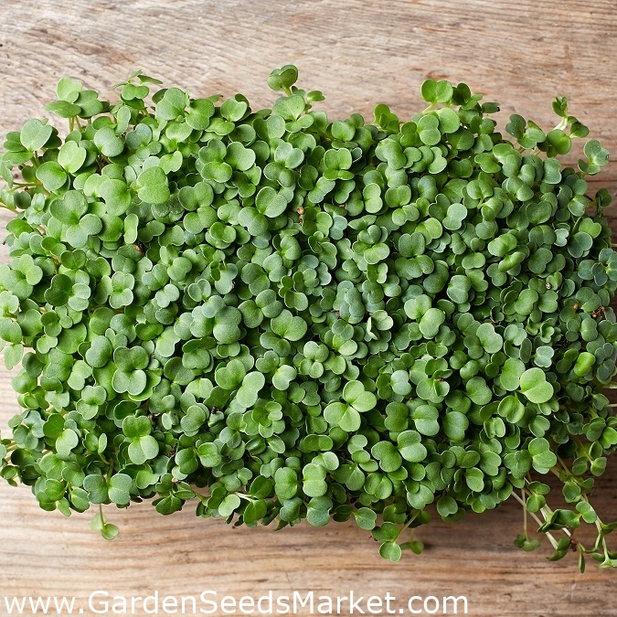 BIO Brotando sementes com um pequeno broto - Rocket, rúcula - sementes ...