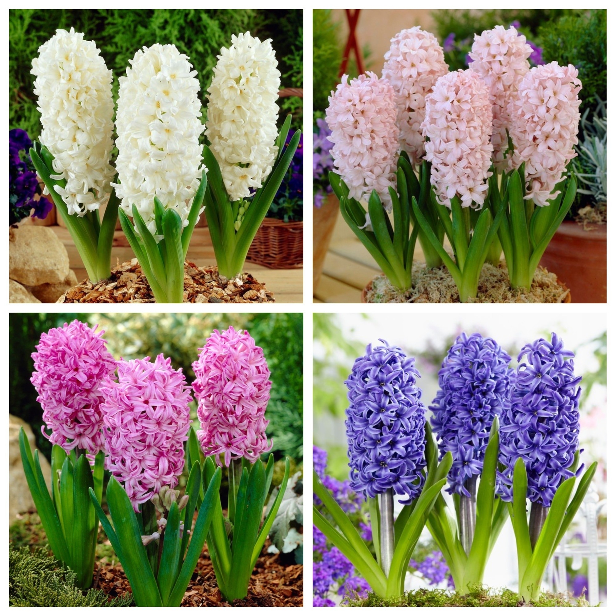 Hyacinth Varieties