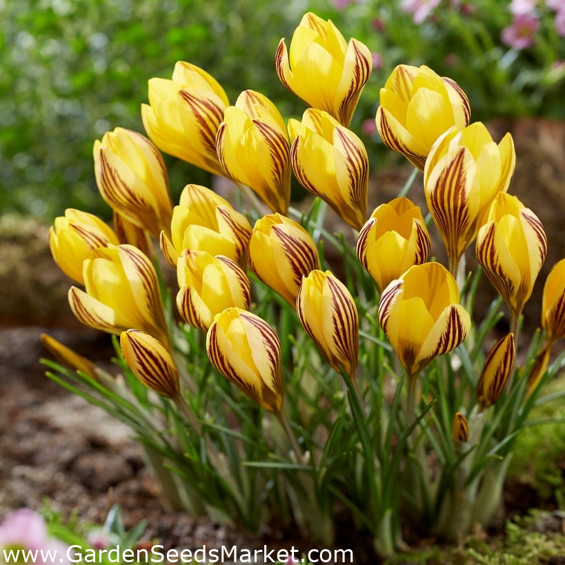 Crocus „Early Gold“ - 10 tk - – Garden Seeds Market | Tasuta kohaletoimetamine