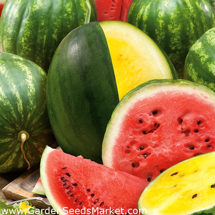 Watermelon seeds - selection of 4 varieties – Garden Seeds Market ...