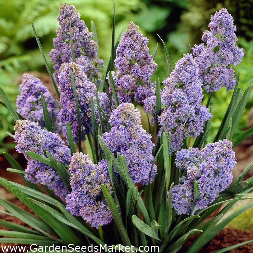 Grape hyacinth Muscari „Fantasy Creation“ - 10-piece-package – Garden ...
