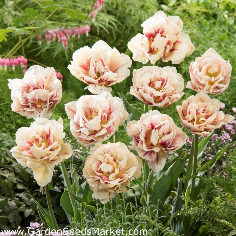 Double tulip "Flaming Margarita" - 5 pcs. Pack – Garden Seeds Market ...