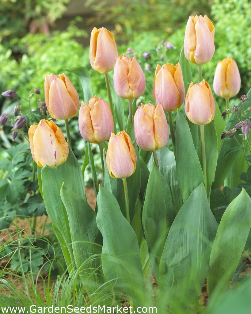 Roze-oranje tulp - Zalm - Grootverpakking! - 50 stuks – Garden Seeds ...