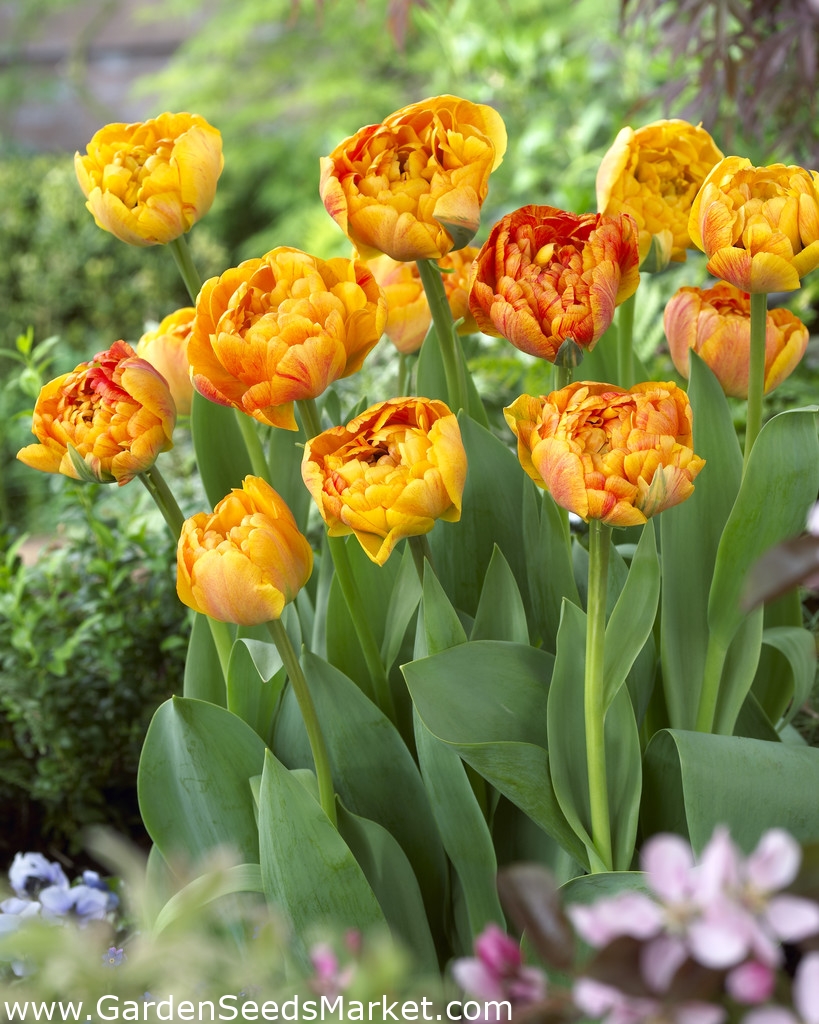 Tulip "Sunlover" - 5 ชิ้นแพ็ค - – Garden Seeds Market | จัดส่งฟรี