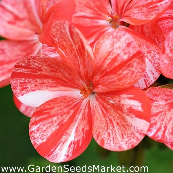 Pelargonium "Raspberry Ripple" - pink-orange with red dots; Geranium ...