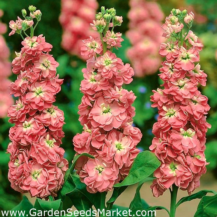 Hoary stock "Varsovia Dana" - pale brick-red; gilly flower – Garden ...