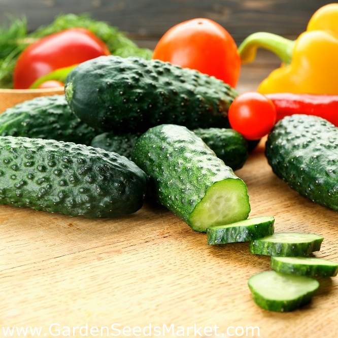 Almindelig Agurk - Andrus - 175 frø - Cucumis sativus – Garden Seeds ...