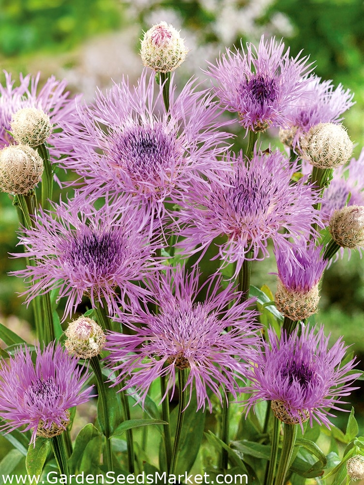 American Basketflower - Centaurea americana - Eye-Catching Blooms for ...