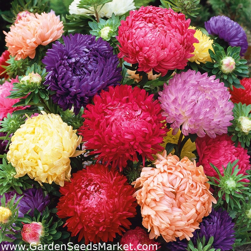 Zinnia and aster seeds - selection of 4 varieties – Garden Seeds Market | Free shipping