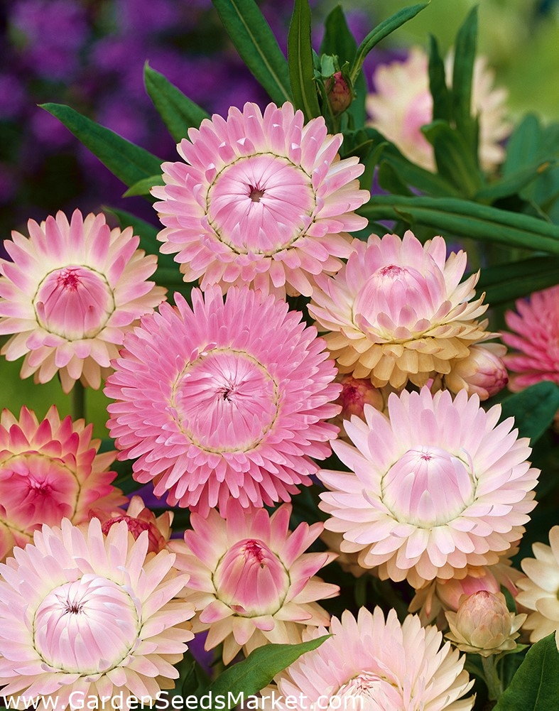 Pink golden everlasting, Strawflower - 1250 seeds – Garden Seeds Market ...