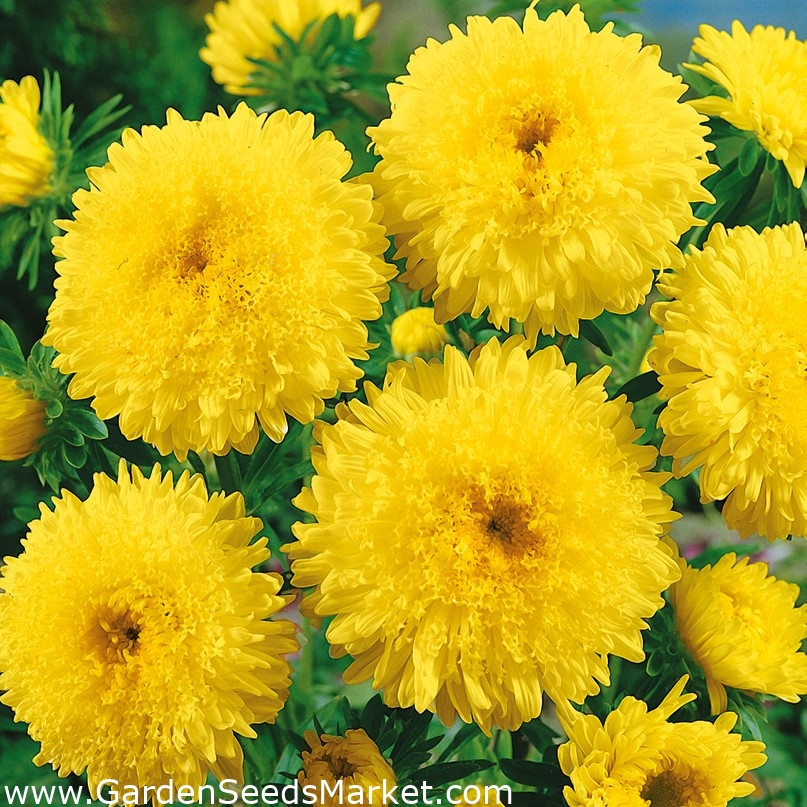Yellow chinese "Princess" aster - 500 seeds – Garden Seeds Market ...