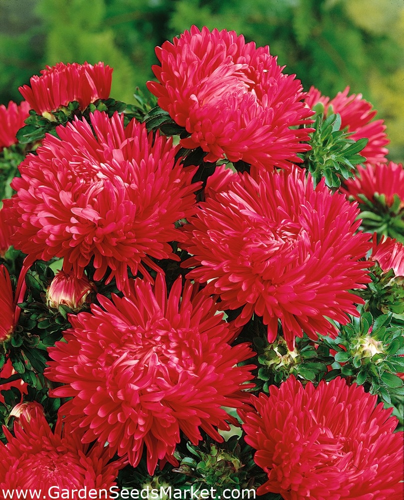 Aster - Paeony - Red - Callistephus chinensis - Gorgeous Blooms ...