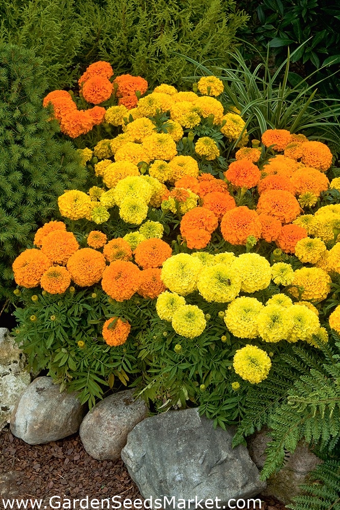 Mexican marigold - dwarf varieties' mix; Aztec marigold - 135 seeds ...