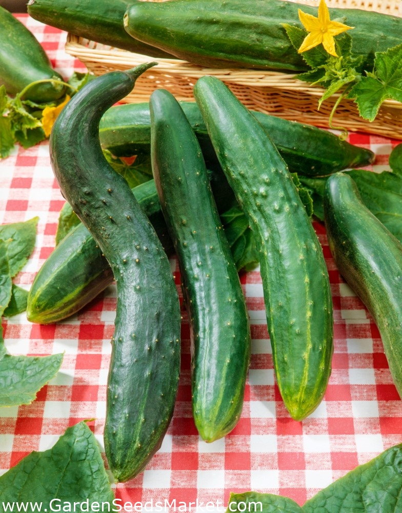 Cucumber Chinese Slangen seeds - Cucumis sativus - 175 seeds – Garden ...