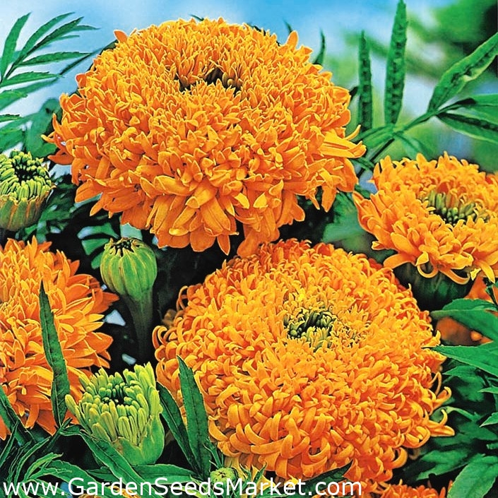 Rose d'Inde - orange - 108 graines - Tagetes erecta – Garden Seeds ...