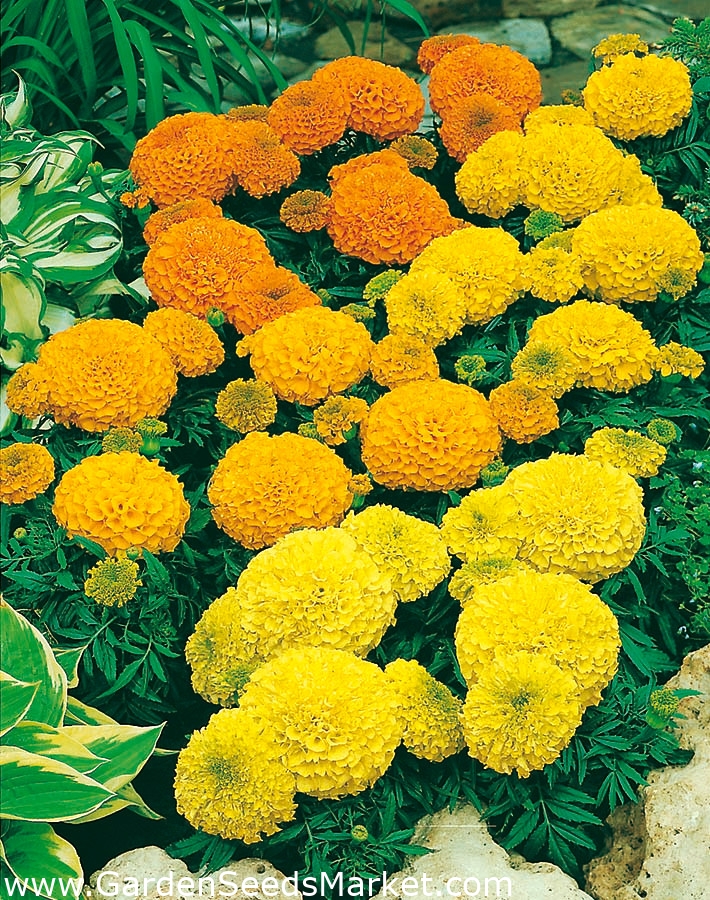 Mexican marigold - dwarf varieties' mix; Aztec marigold - 135 seeds ...