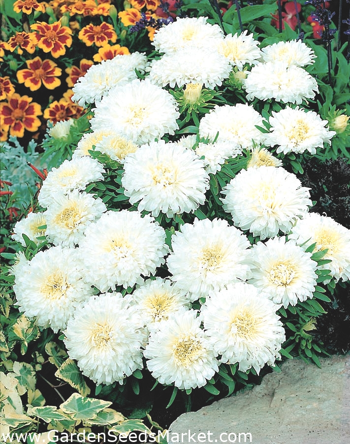 Dwarf aster "Queen of the Snow" - 450 seeds – Garden Seeds Market ...
