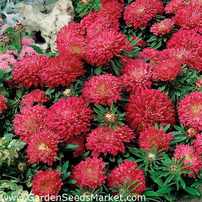 Dwarf aster "Deceiver" - 450 seeds – Garden Seeds Market | Free shipping