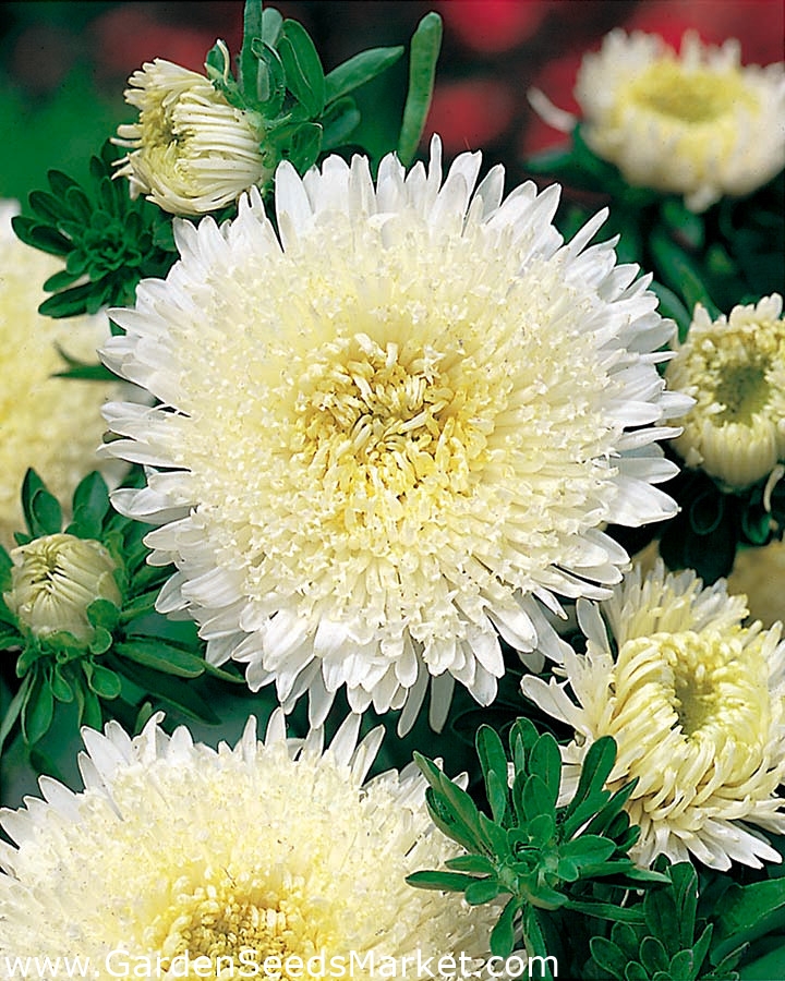 Princess aster "Aleksandra" - 450 seeds – Garden Seeds Market | Free ...