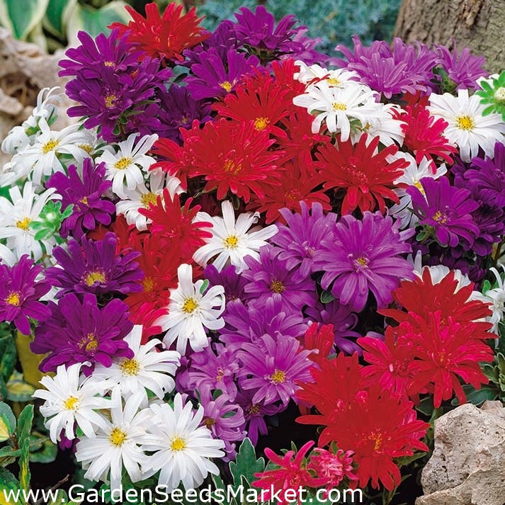 Dwarf aster "Pepite" - variety mix - 500 seeds – Garden Seeds Market ...