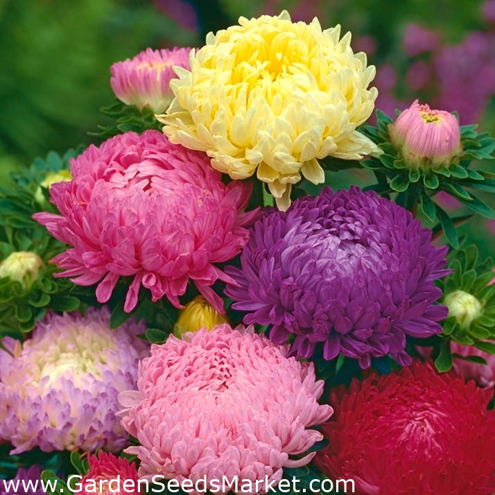 Aster Truffaunt's Peony mixed seeds - Callistephus chinensis - 500 seeds – Garden Seeds Market ...
