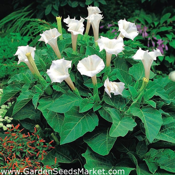 Devil's trumpet - seeds of 3 varieties – Garden Seeds Market | Free ...