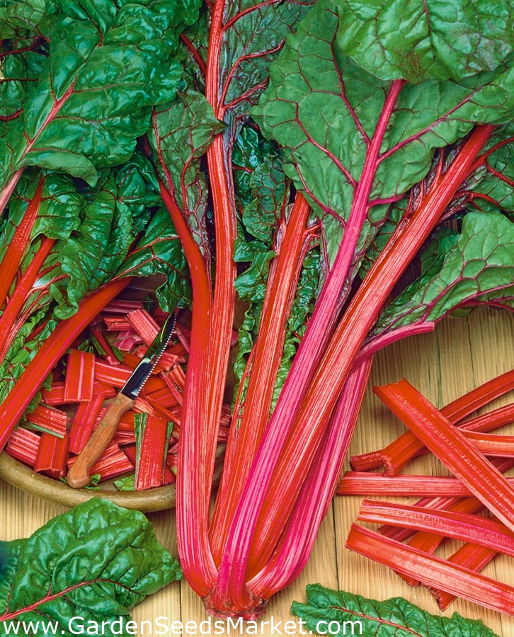 Bietola - Rhubarb Chard - rosso - 225 semi - Beta vulgaris var. cicla ...