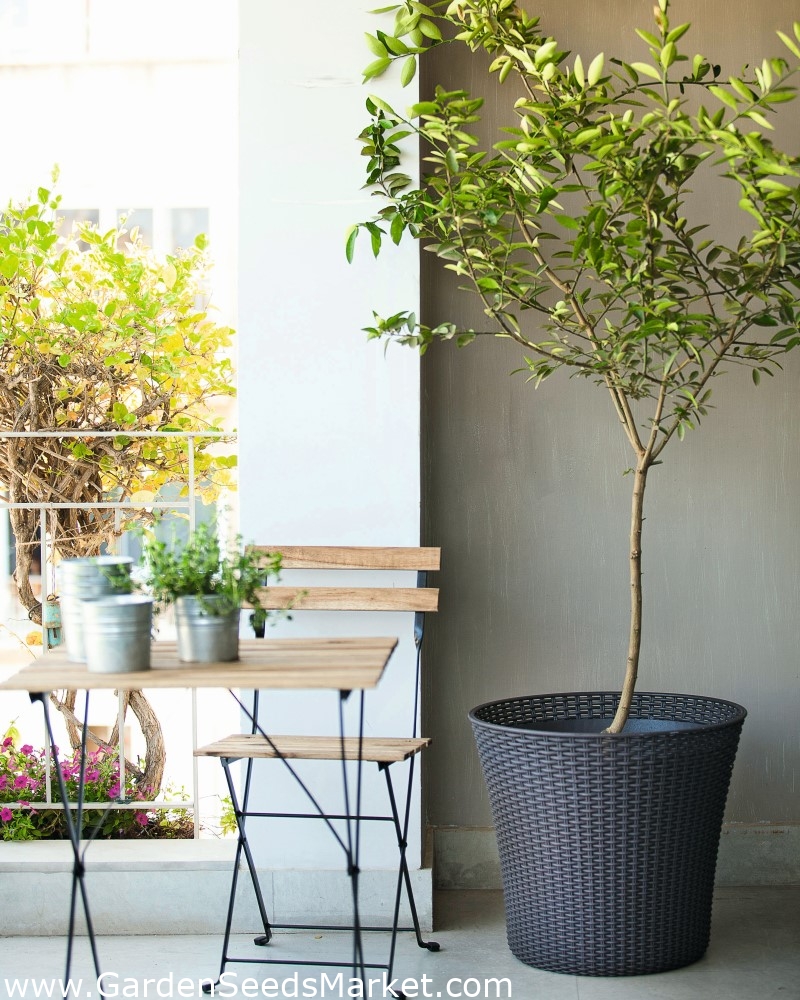 "Conic" round plant pot - ø 54 cm - anthracite-grey – Garden Seeds ...