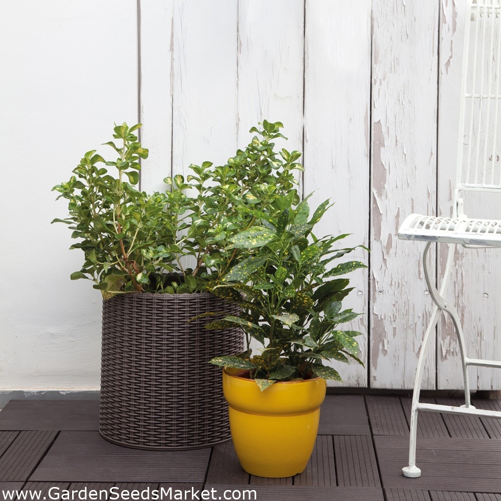 Macetero redondo grande - ø 43.7 cm - Jardinera cilíndrica - marrón ...