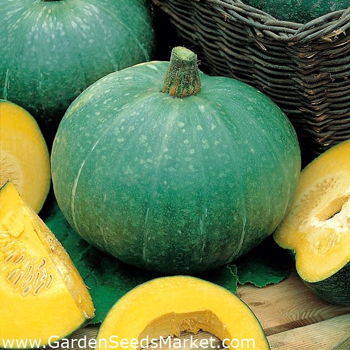 Biji Labu Ambar - Cucurbita maxima - 18 biji – Garden Seeds Market ...
