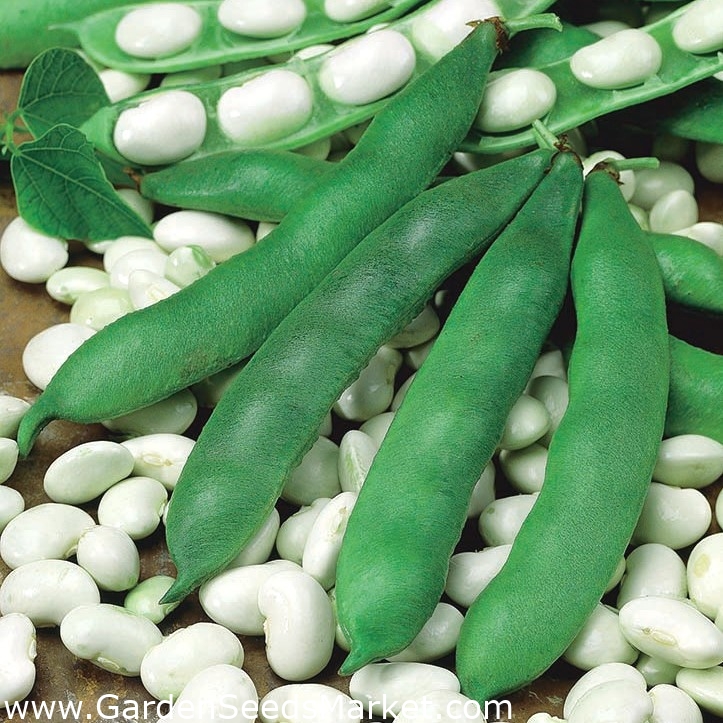 Graines de Haricot Blanc - Phaseolus coccineus – Garden Seeds Market ...