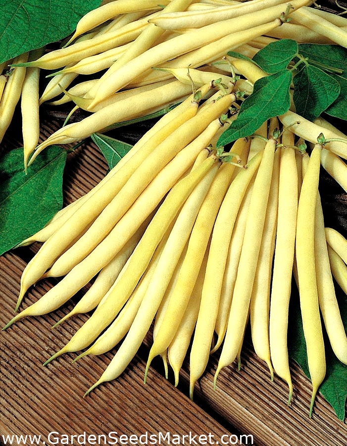 Judía enana - Tara - Phaseolus vulgaris L. - semillas – Garden Seeds ...