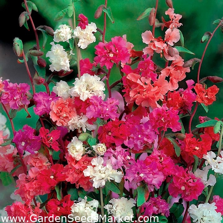 Clarkia - seed mix - 3100 seeds – Garden Seeds Market | Free shipping