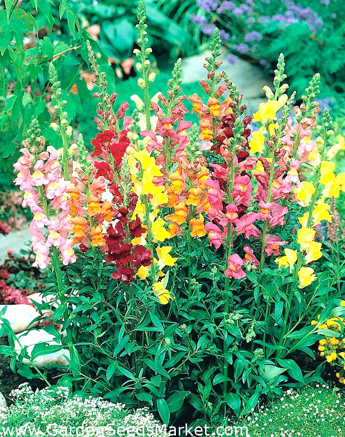 Snapdragon, Common Snapdragon seeds - Antirrhinum majus - 3500 seeds ...