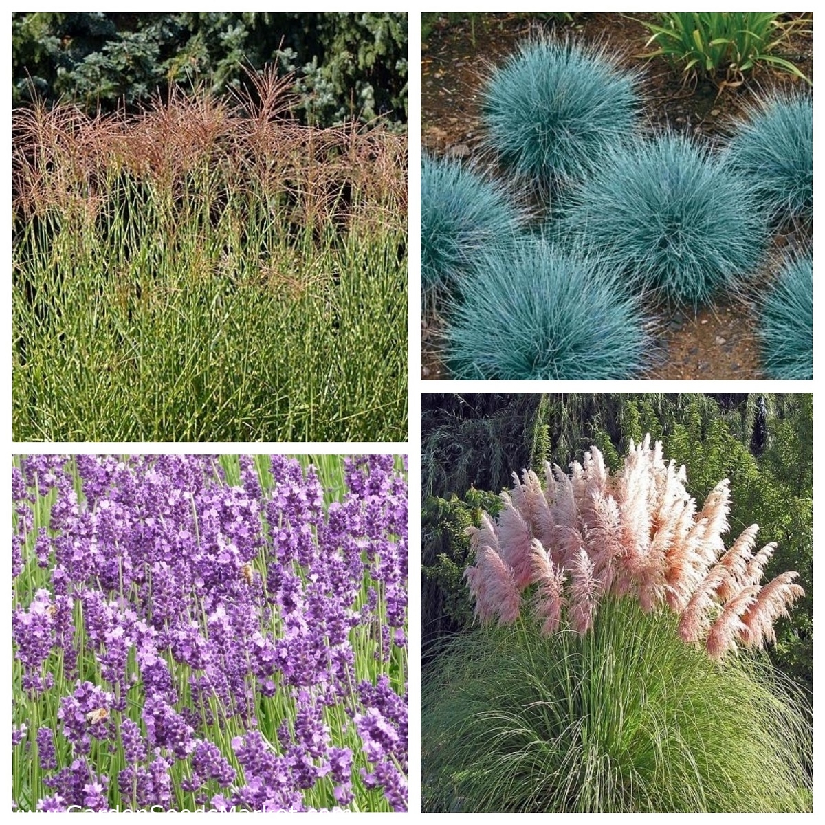 Minimalistični vrt - seme 8 vrst rastlin - - semena – Garden Seeds ...