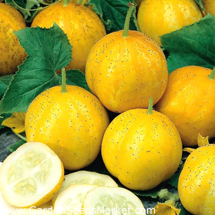 Citromos uborka magok - Cucumis sativus - Cucumis sativus ‘Citron ...