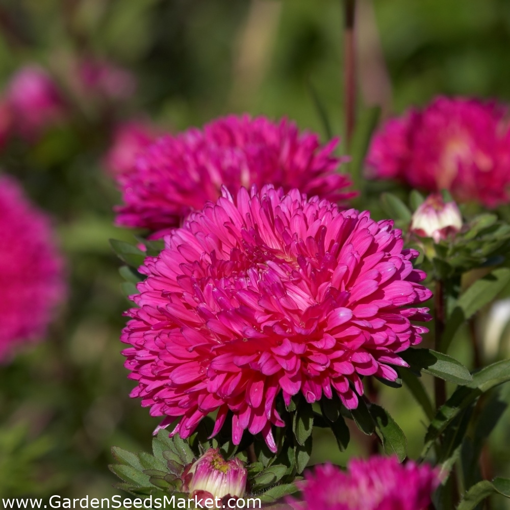 Dwarf Aster Milady Rose seeds - Callistephus chinensis - 500 seeds ...
