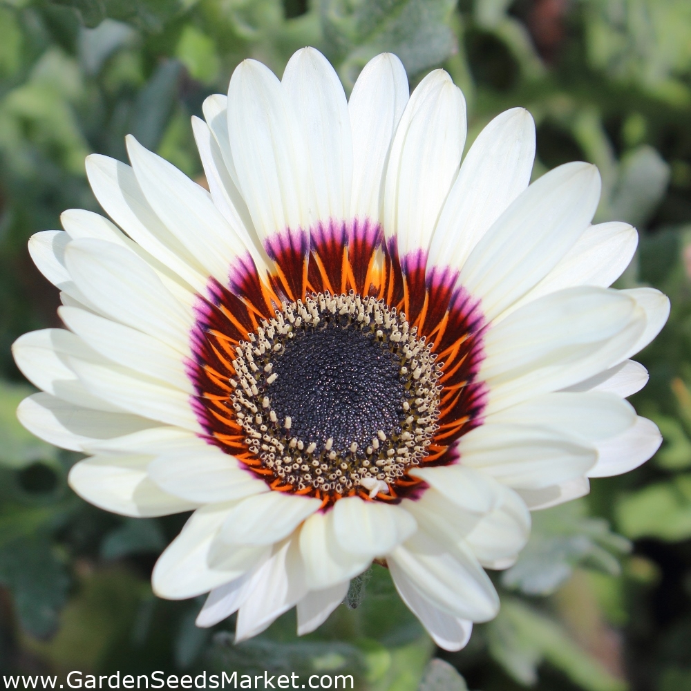 Cape Daisy, Monarch of the Veldt mixed seeds - Venidium fastuosum - 130 ...