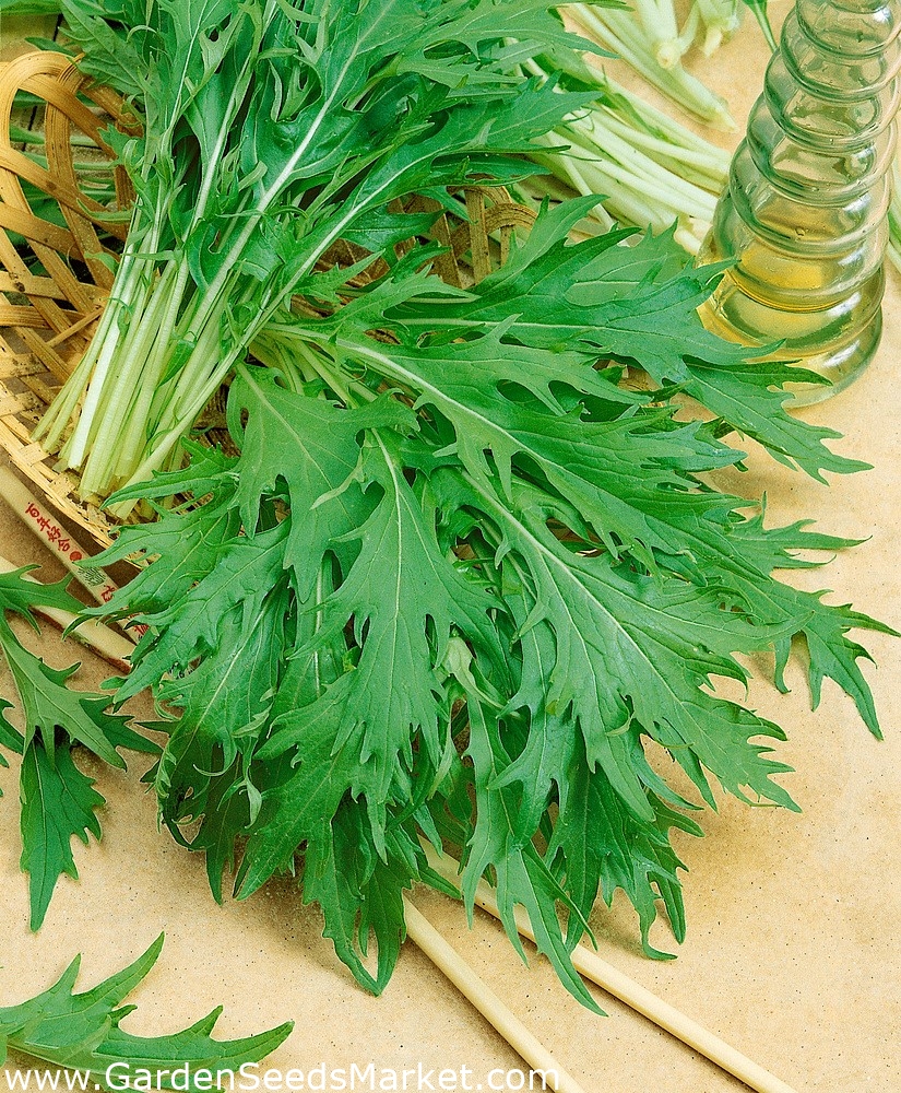 Mizuna, biji sawi Jepang - Brassica rapa nipposinica - 1000 biji ...