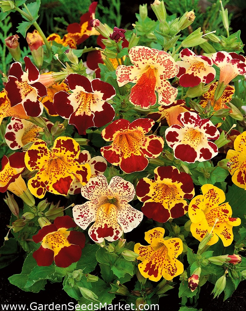 Tigris majom virág (vegyes) mag - Mimulus tigrinus - 2500 mag - magok ...