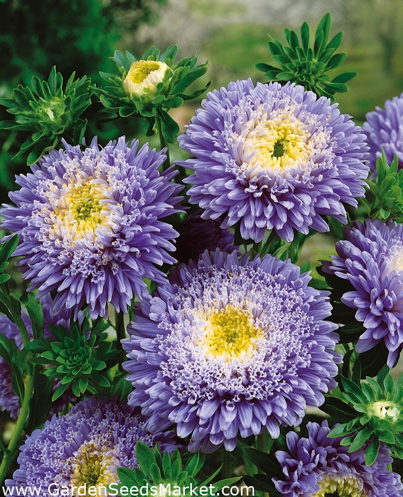 Aster - Princess - Blue - Callistephus chinensis - Long-Flowering ...