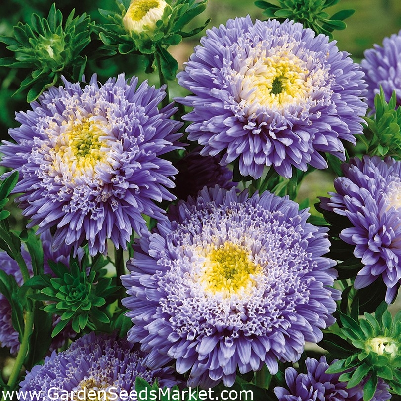 Aster - Princess - Blue - Callistephus chinensis - Long-Flowering ...